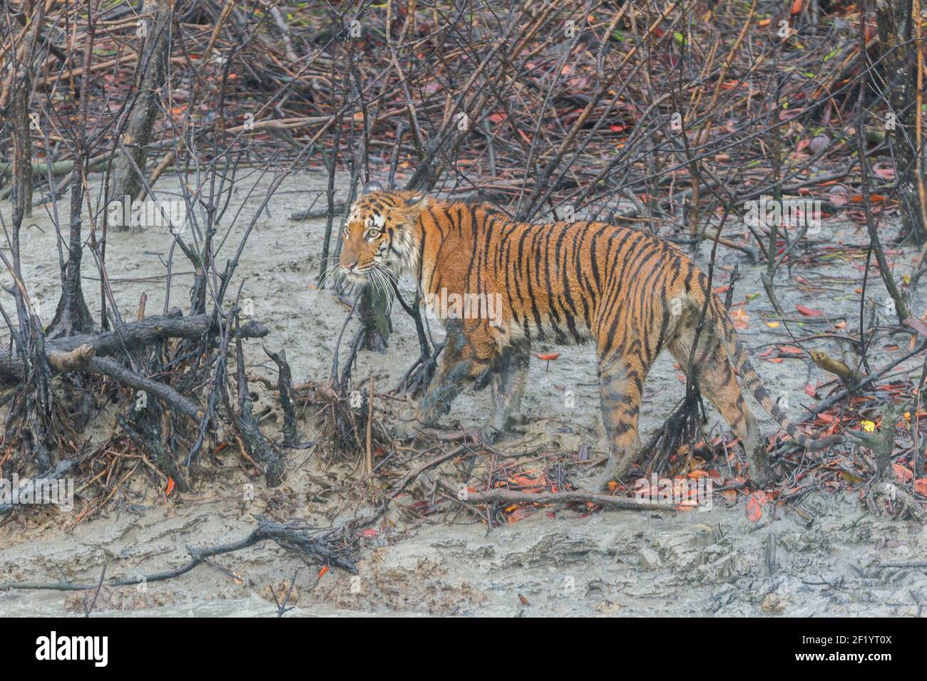 Young female Bengal Tiger walking on the mudflat soaked in mud and ...