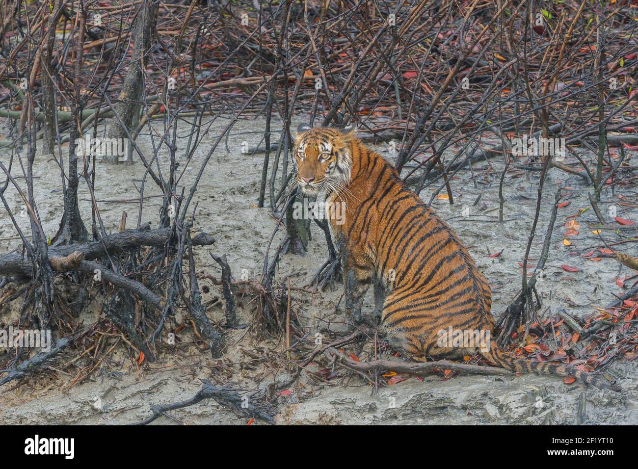 Young female Bengal Tiger looks back while sitting on the mudflat ...