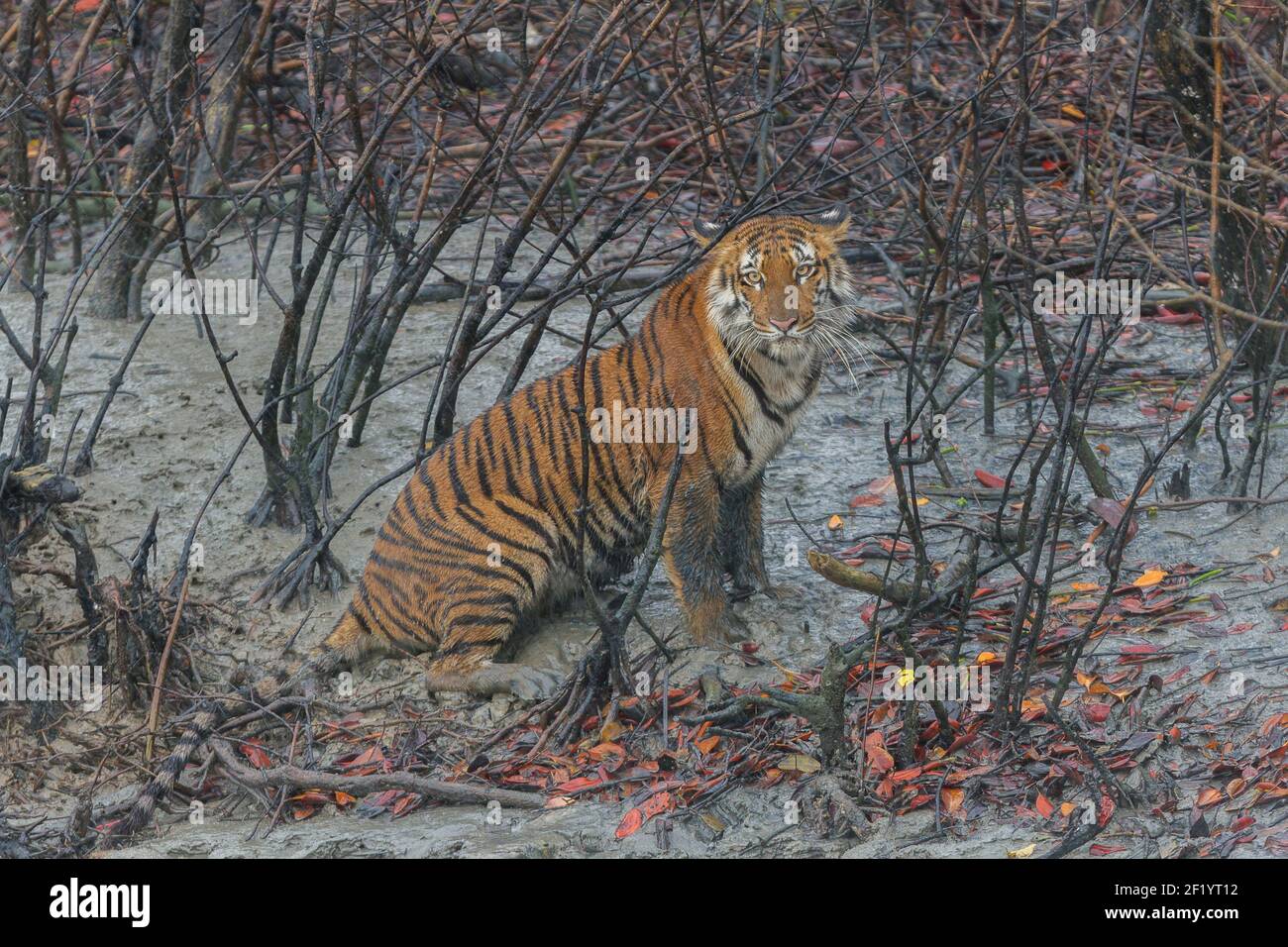 Young female Bengal Tiger sitting on the mudflat soaked in mud and ...