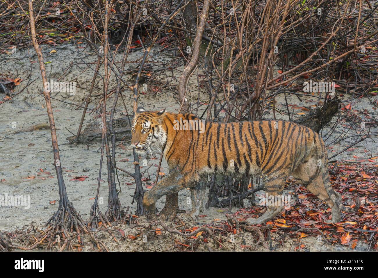Young female Bengal Tiger strolling on the mudflat soaked in mud and ...