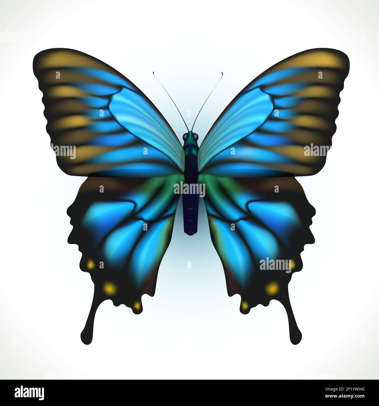 Realistic bright Butterfly isolated on white. Vector Illustration ...