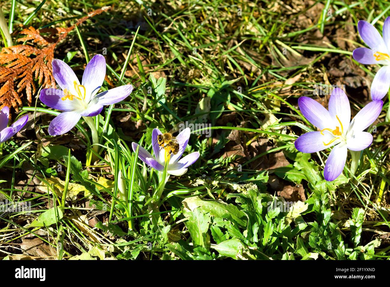 Dsfloral hi-res stock photography and images - Alamy