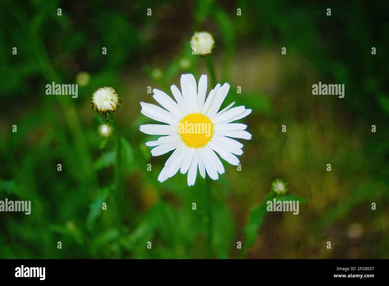 Little daisy hi-res stock photography and images - Alamy