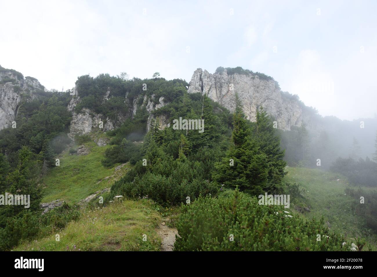 At the mountain pine head Stock Photo - Alamy