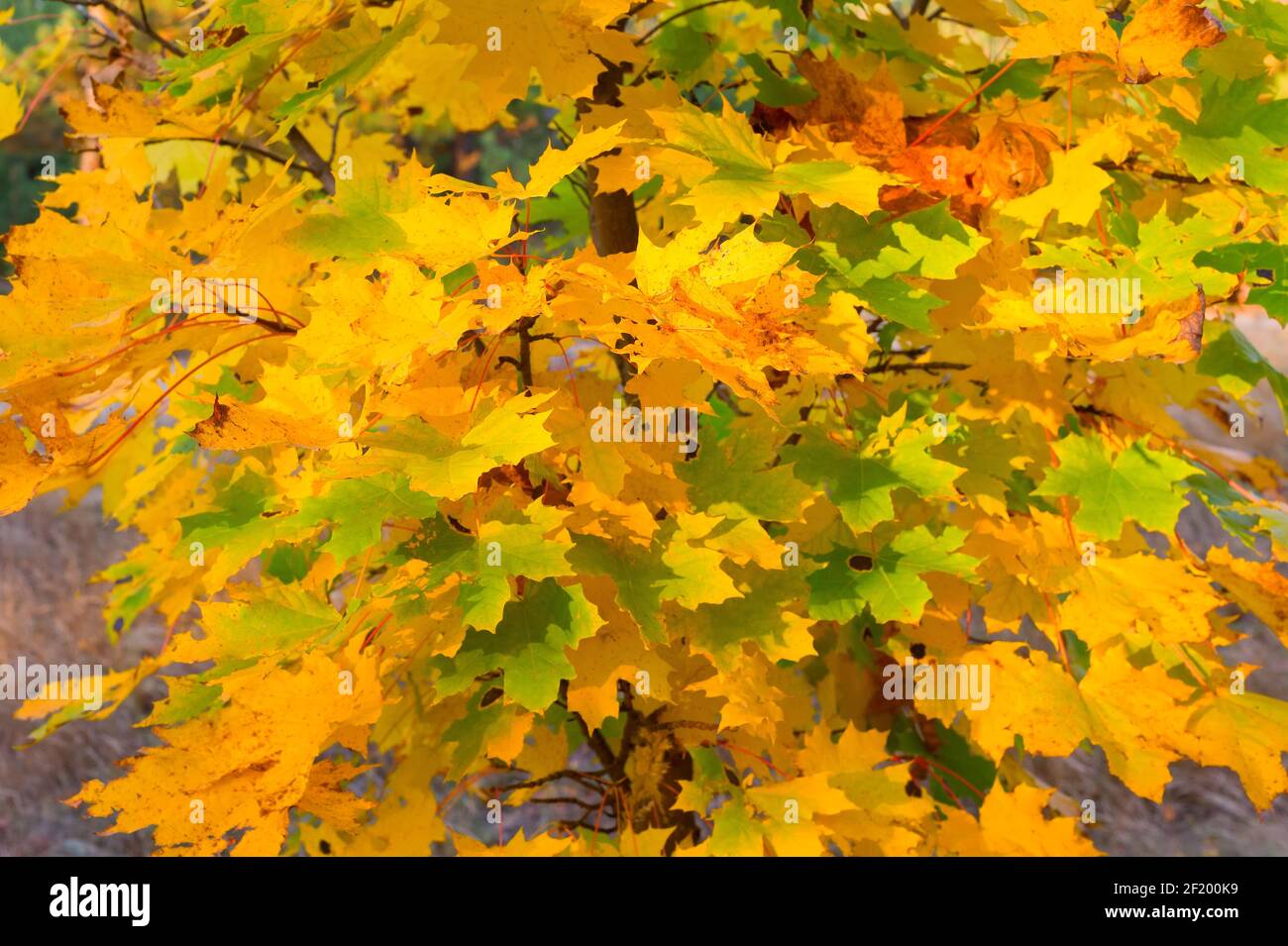 Tree leaves sunset hi-res stock photography and images - Alamy