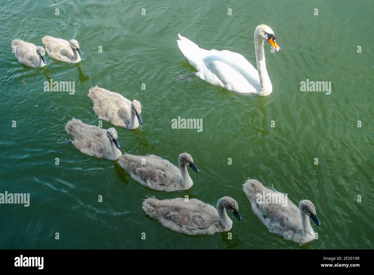 River Thames: Swan and cygnets on the infant river Stock Photo - Alamy