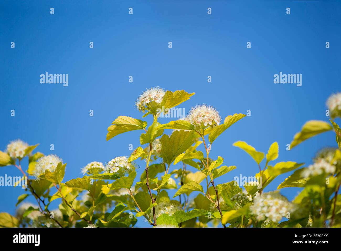 Viburnum carlesii, is a shrub with spherical growth form and white ...