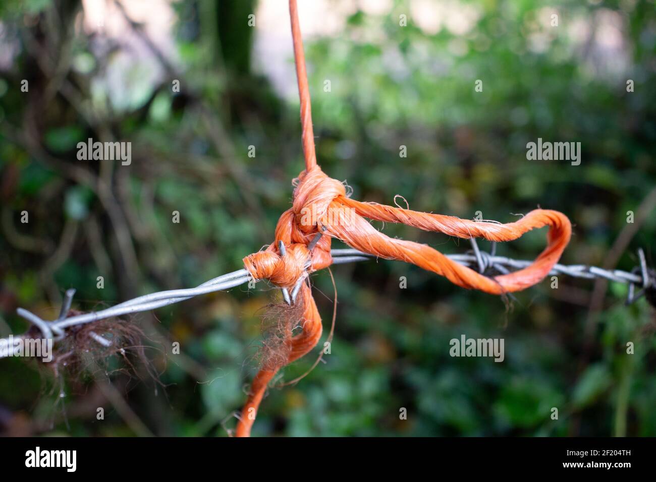 orange plastic string tied to barbed wire isolated on a natural green ...