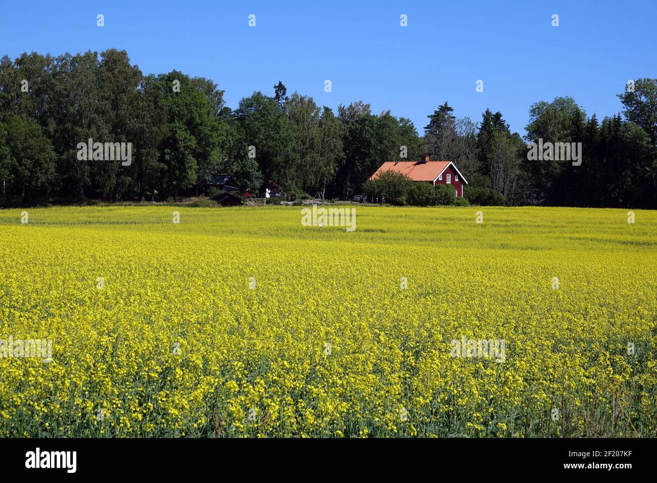 Rape field in Sweden Stock Photo - Alamy