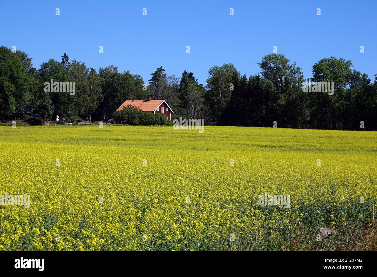 Rape field in Sweden Stock Photo - Alamy