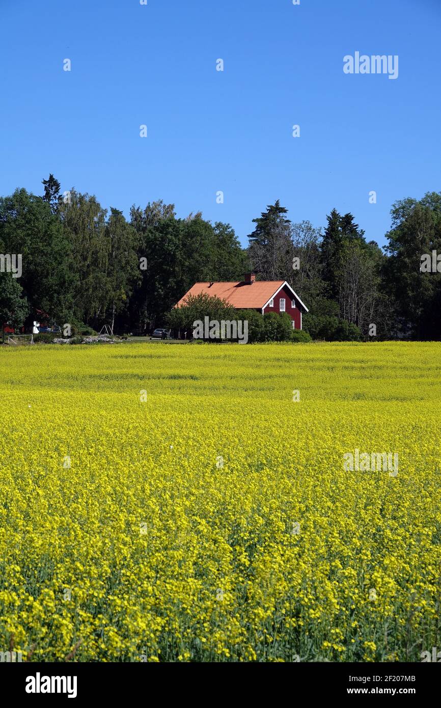 Rape field in Sweden Stock Photo - Alamy