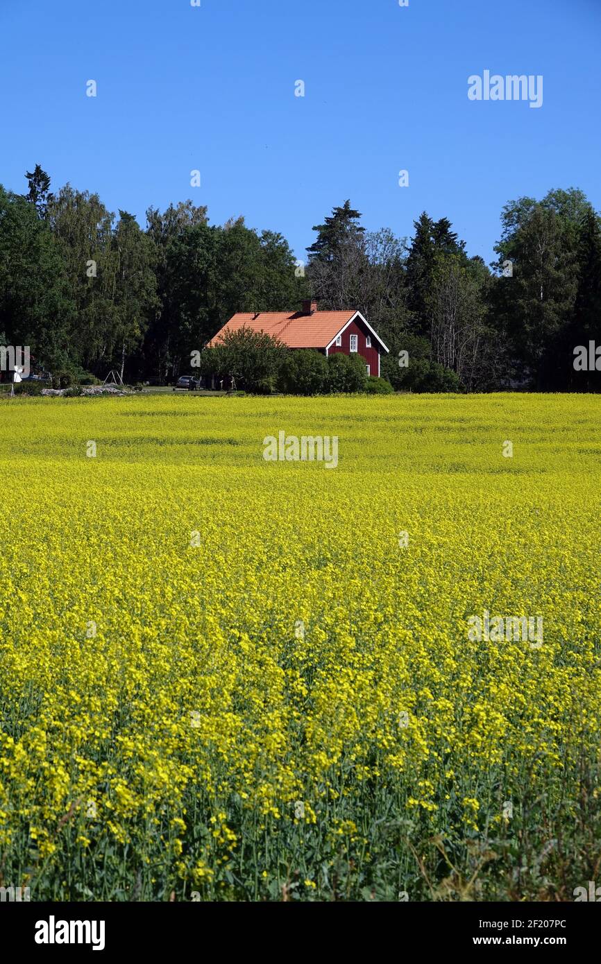 Rape field in Sweden Stock Photo - Alamy