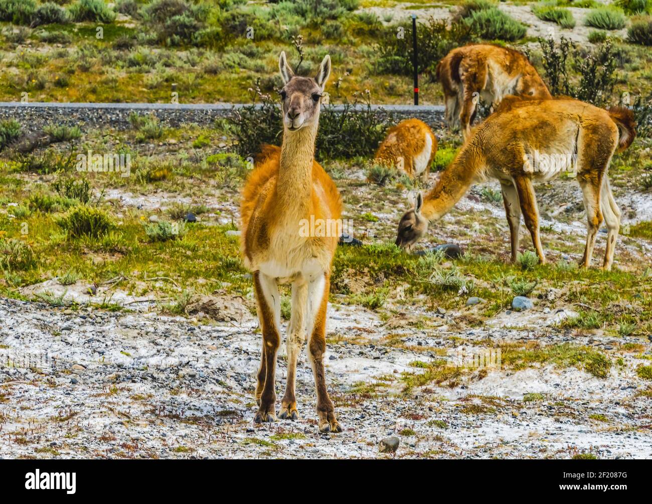 Guanacos Wild Lamas Eating Salt Atacama Salar Salt Flats Torres del ...