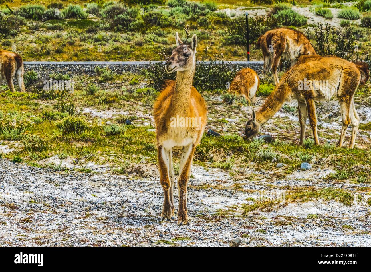 Guanacos Wild Lamas Eating Salt Atacama Salar Salt Flats Torres del ...