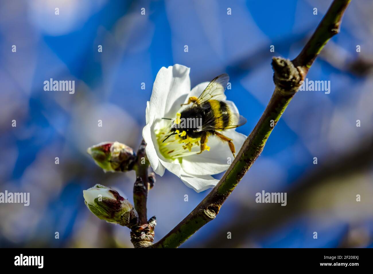 Sting insect hymenoptera social hi-res stock photography and images - Alamy