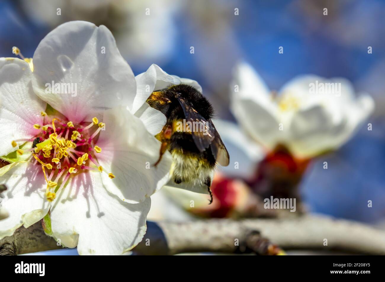 Insect social hi-res stock photography and images - Alamy