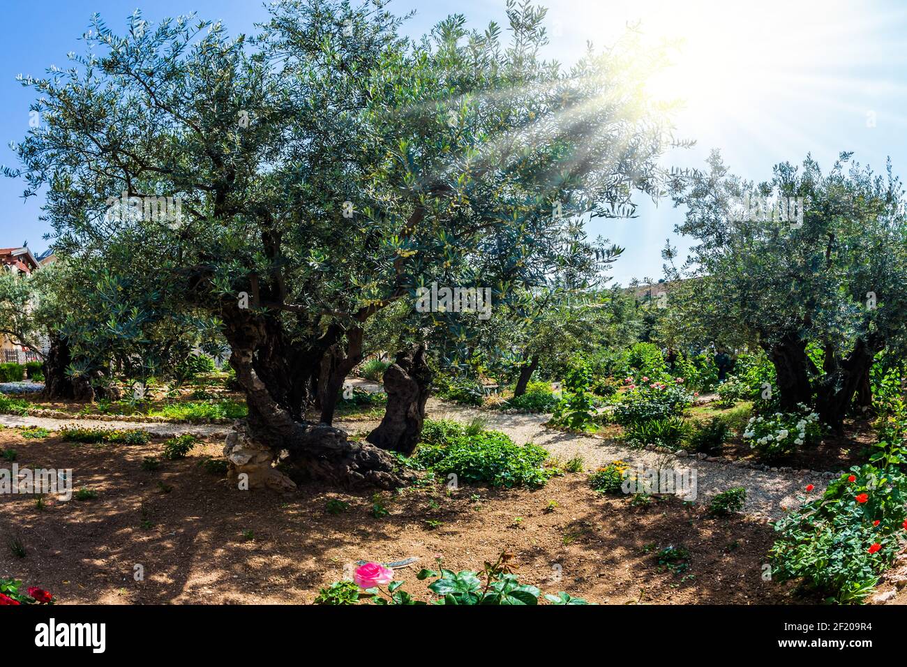 Old olive trees israel hi-res stock photography and images - Alamy