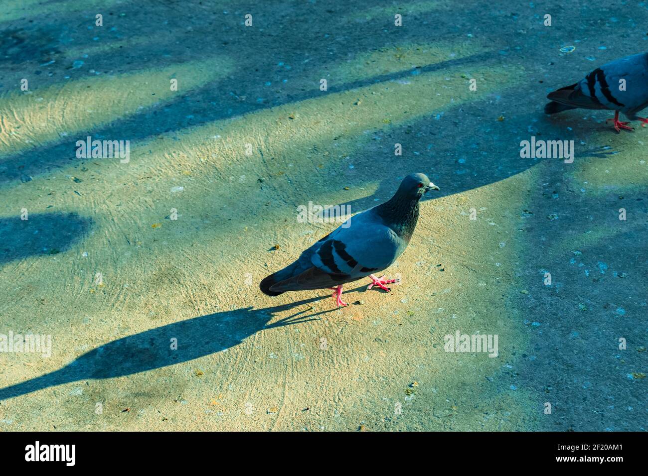 Architecture, Design & Landscape of various forts in Rajasthan, India ...