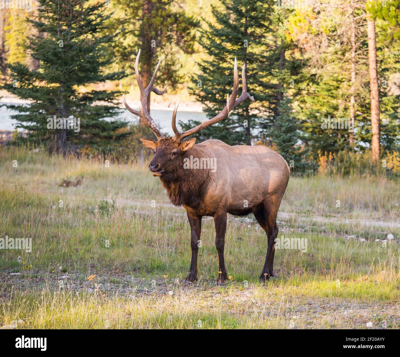 Stag road hi-res stock photography and images - Alamy