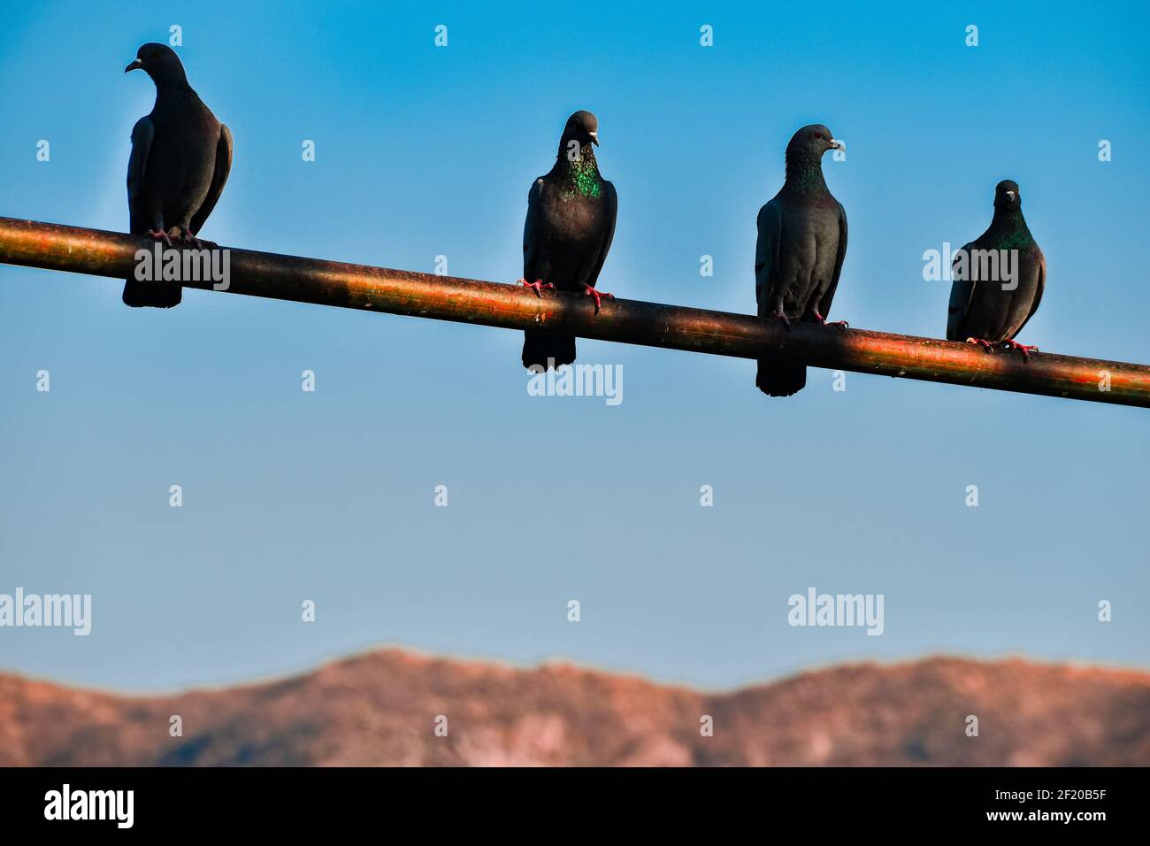 Architecture, Design & Landscape of various forts in Rajasthan, India ...