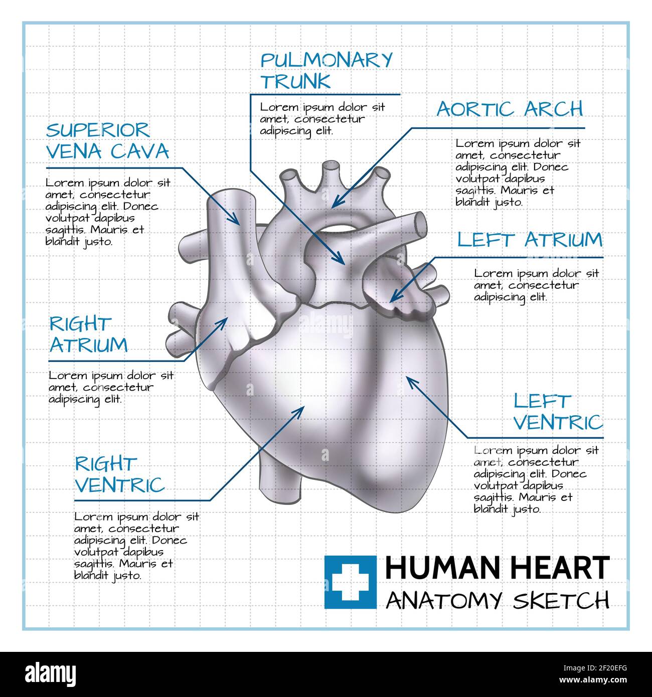 Medical internal organ concept with human heart anatomy on paper sheet ...