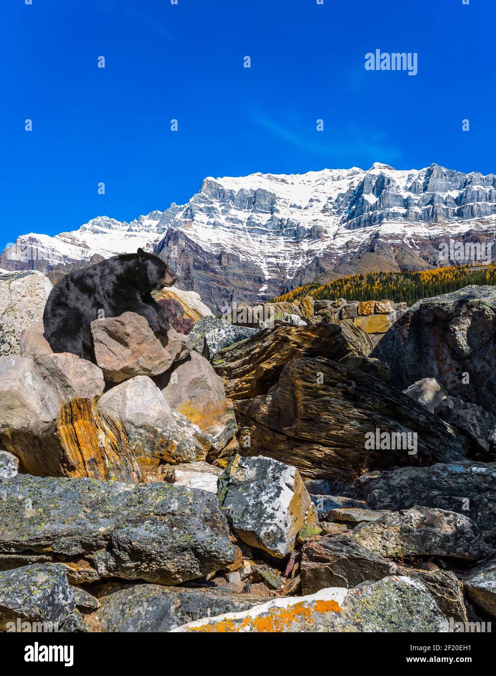 Black bear banff hi-res stock photography and images - Alamy