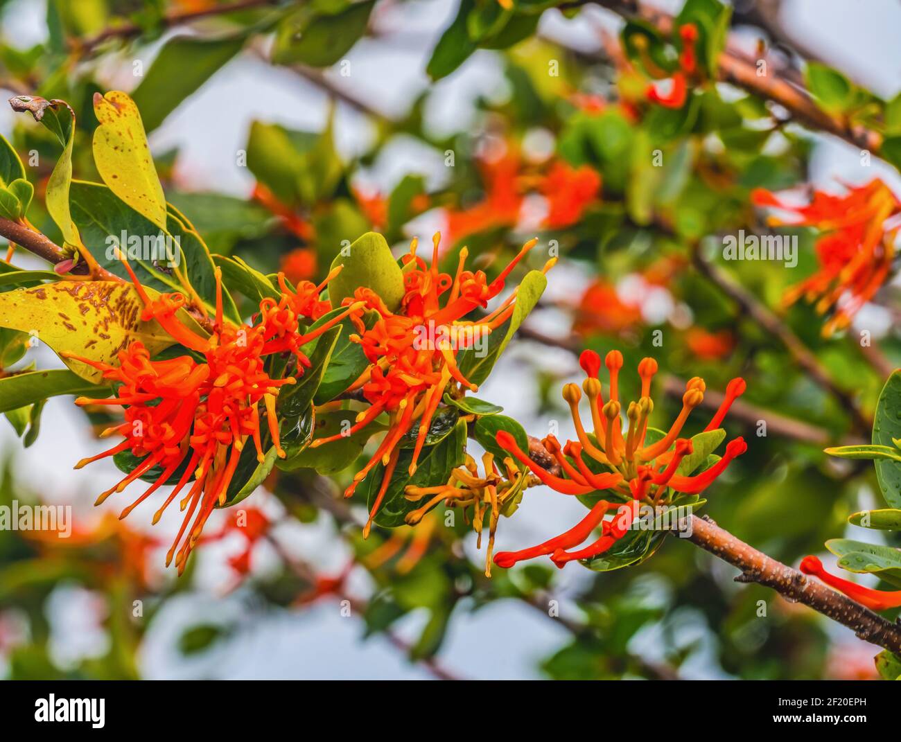 Red Mistletoe Peraxilla Tetrapetala Punta Natales Chile. Native to New ...
