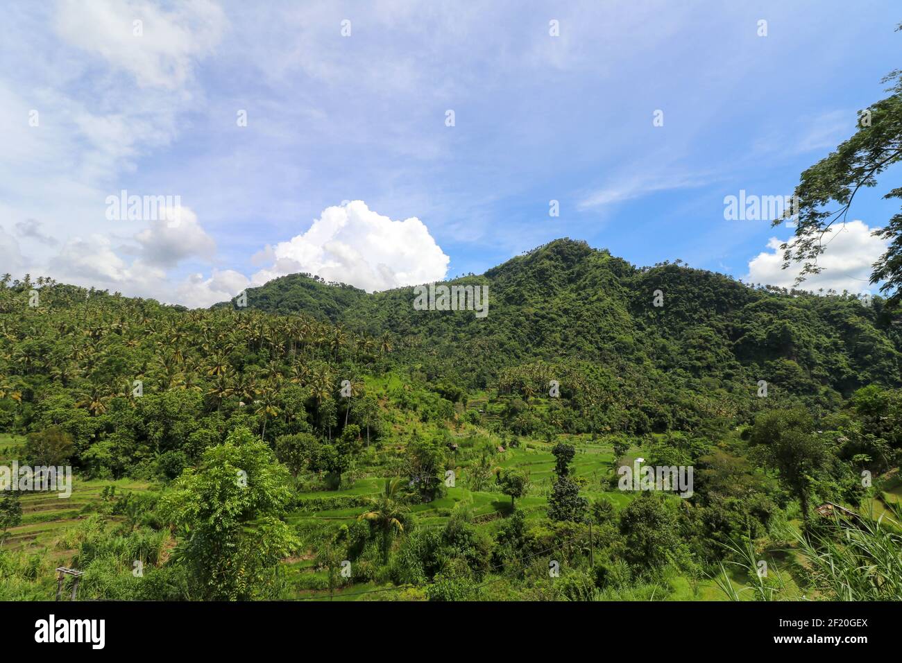 Wonderful trees and vegetation of Bali island, Indonesia Stock Photo ...