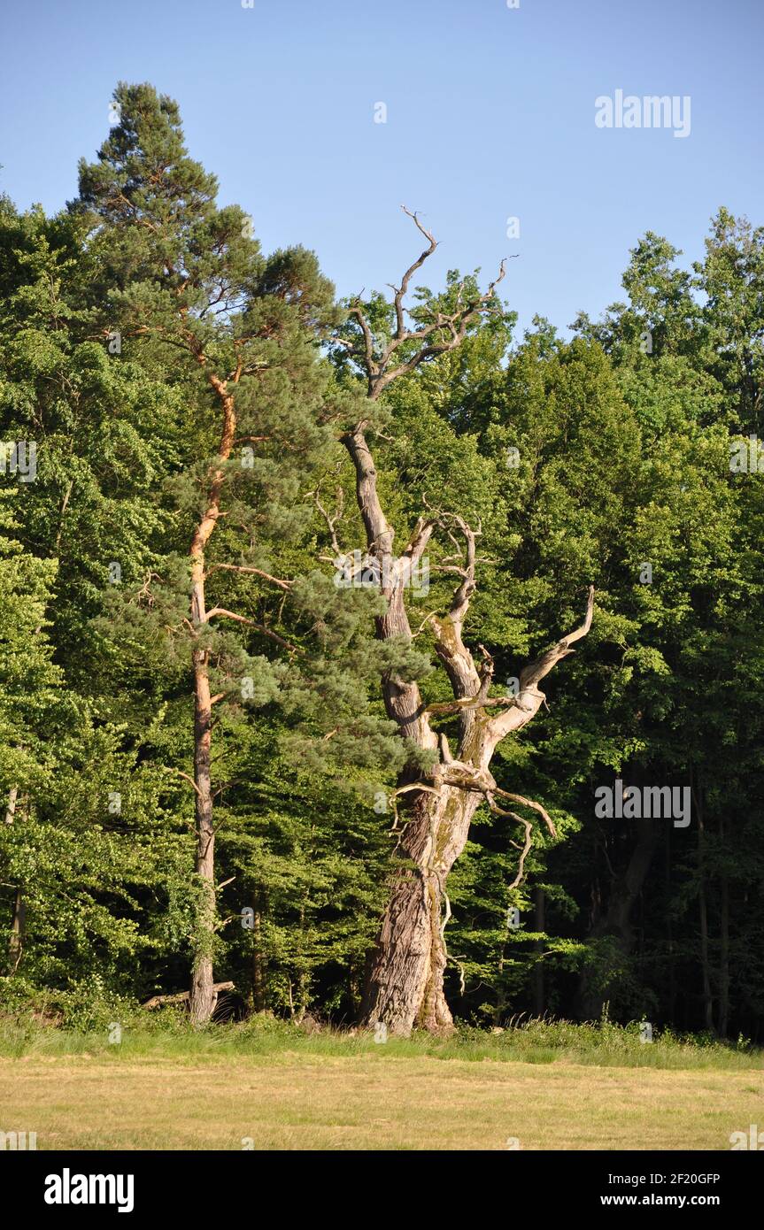 Edge of the forest Stock Photo - Alamy