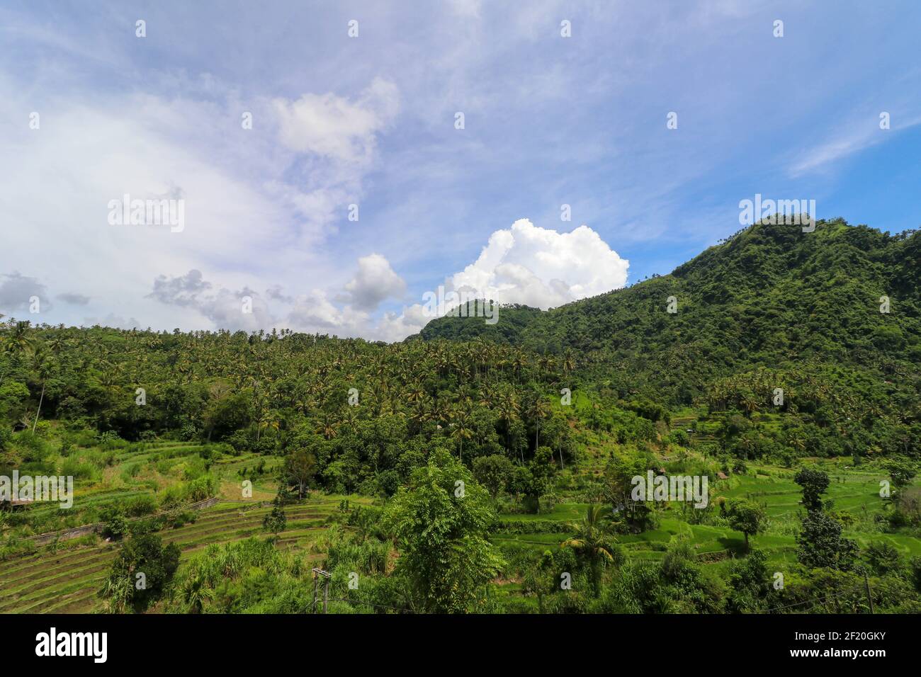 Wonderful trees and vegetation of Bali island, Indonesia Stock Photo ...