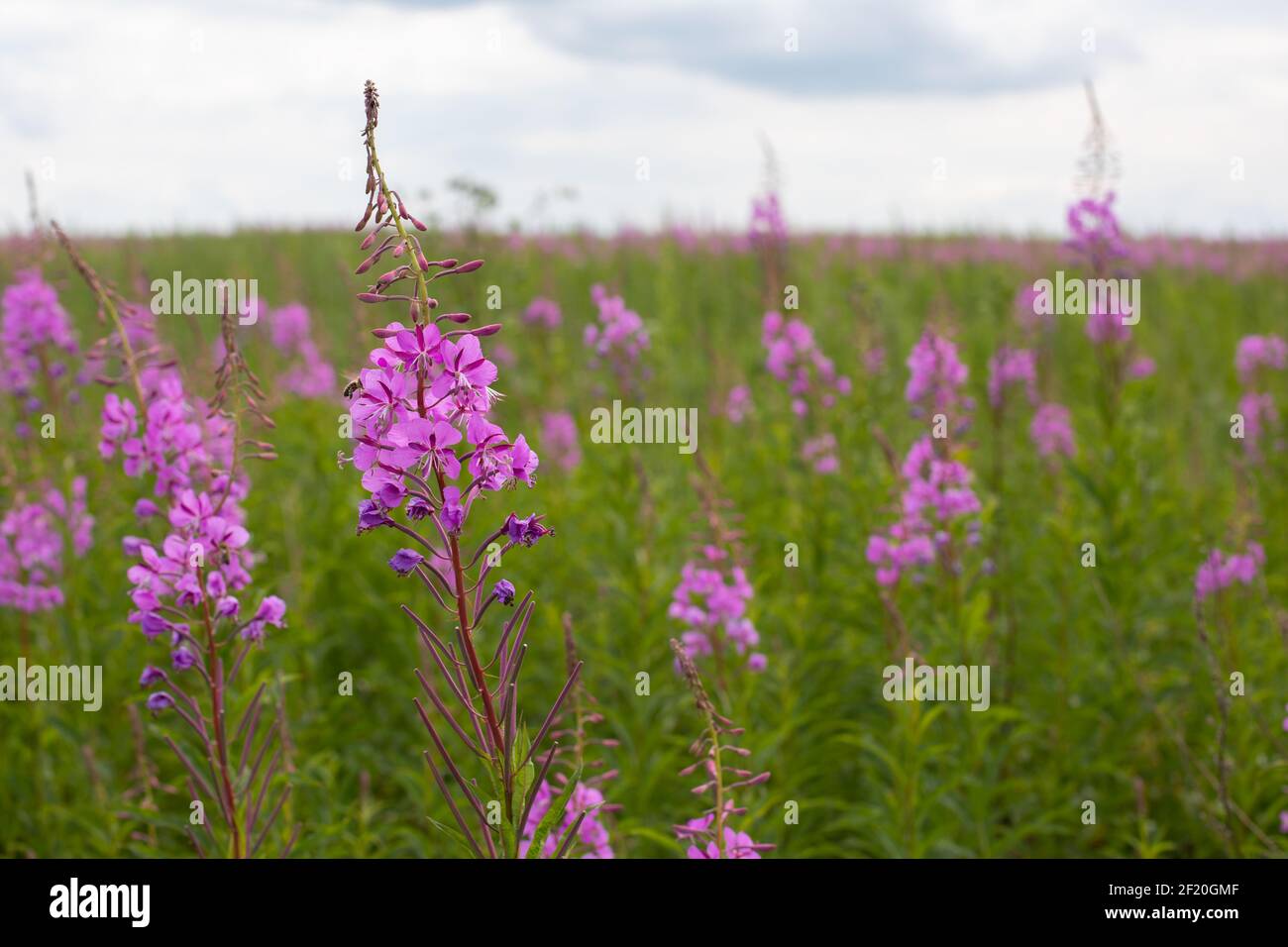 Family onagraceae hi-res stock photography and images - Alamy