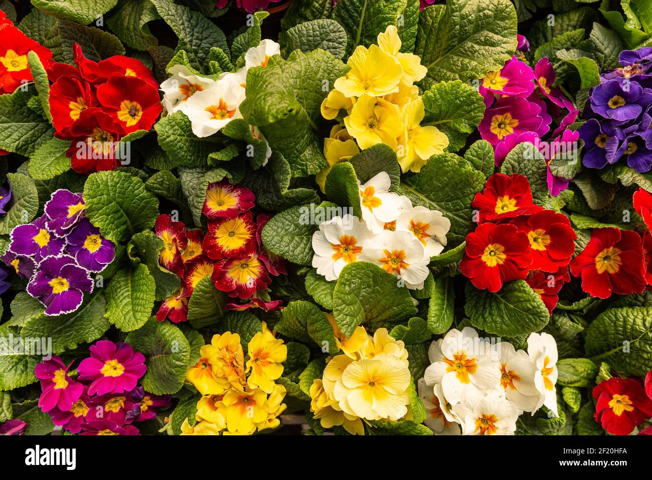 Colourful Primula vulgaris or primrose Stock Photo - Alamy