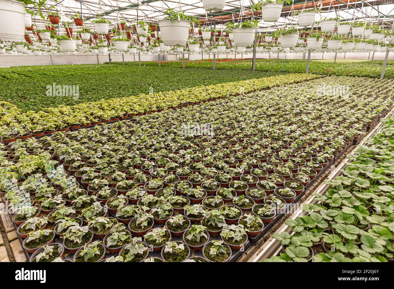 Plant nursery concept Stock Photo - Alamy