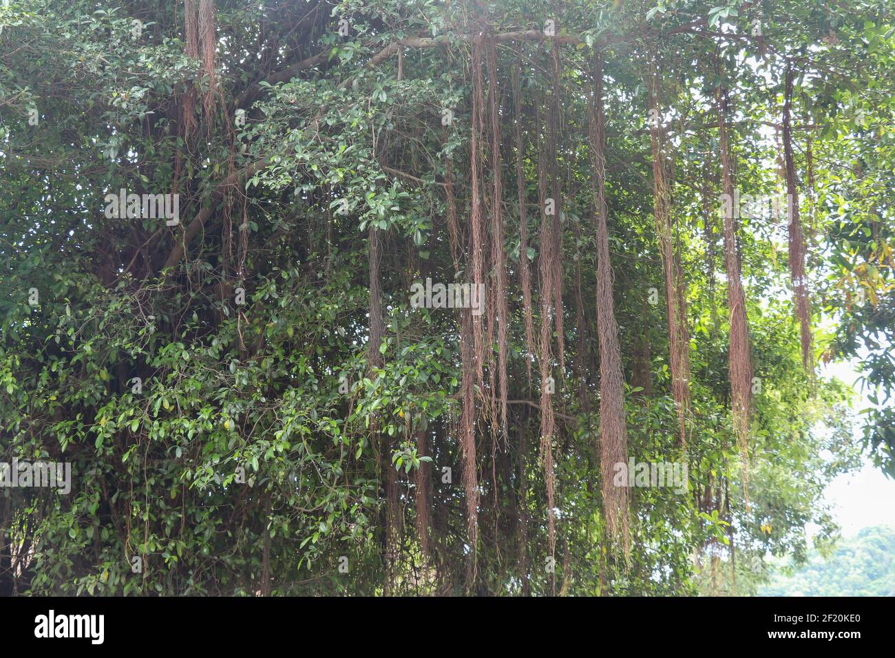 Intertwined leaf vines hi-res stock photography and images - Alamy