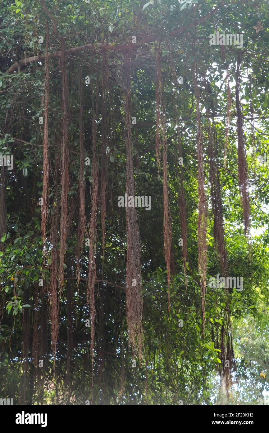 A Tree With Long Vines in jungle, Bali, Indonesia Stock Photo - Alamy