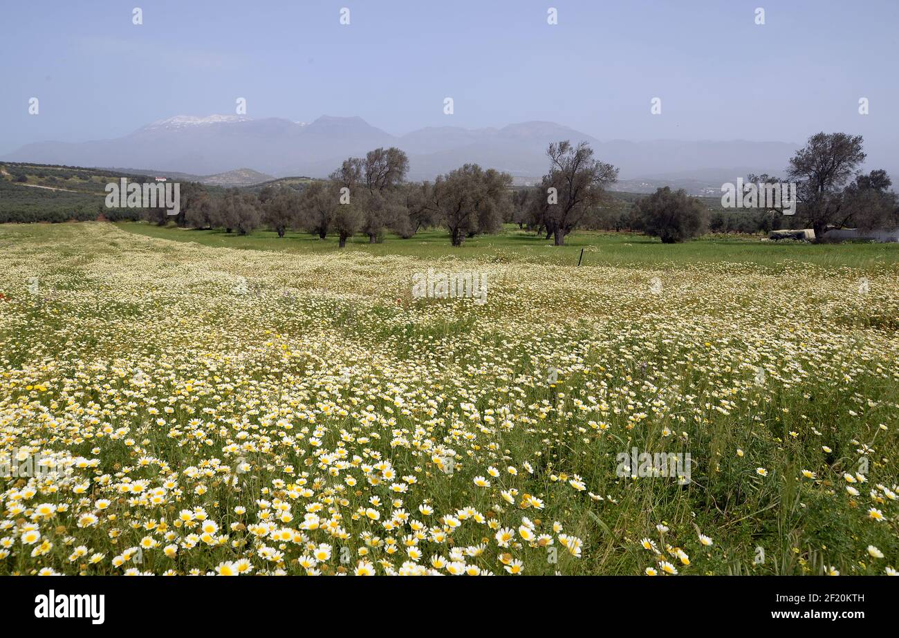 Flower meadow in Crete Stock Photo - Alamy