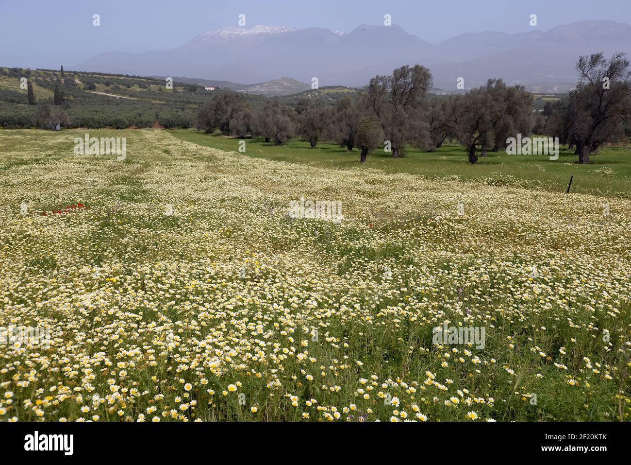 Flower meadow in Crete Stock Photo - Alamy