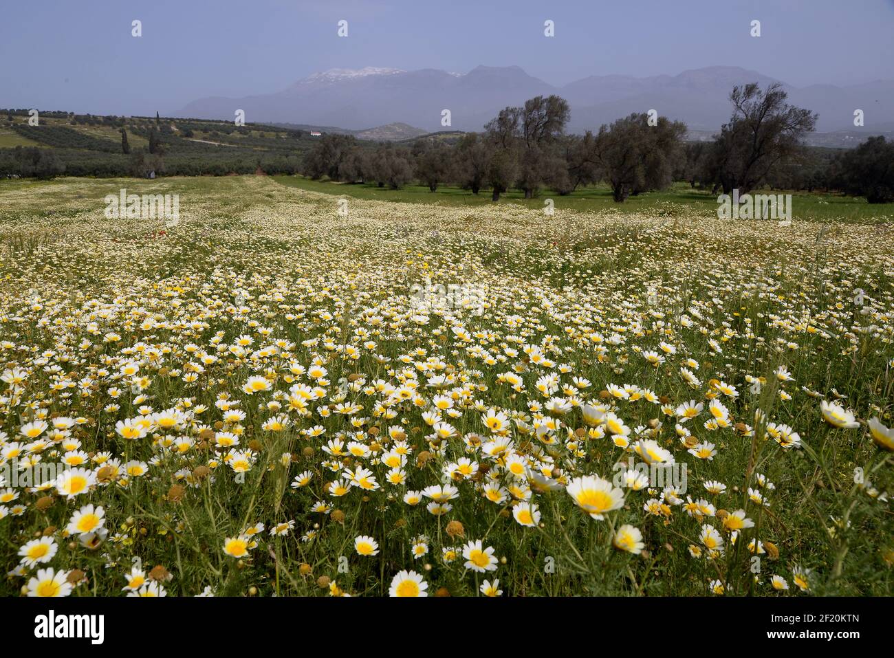 Flower meadow in Crete Stock Photo - Alamy