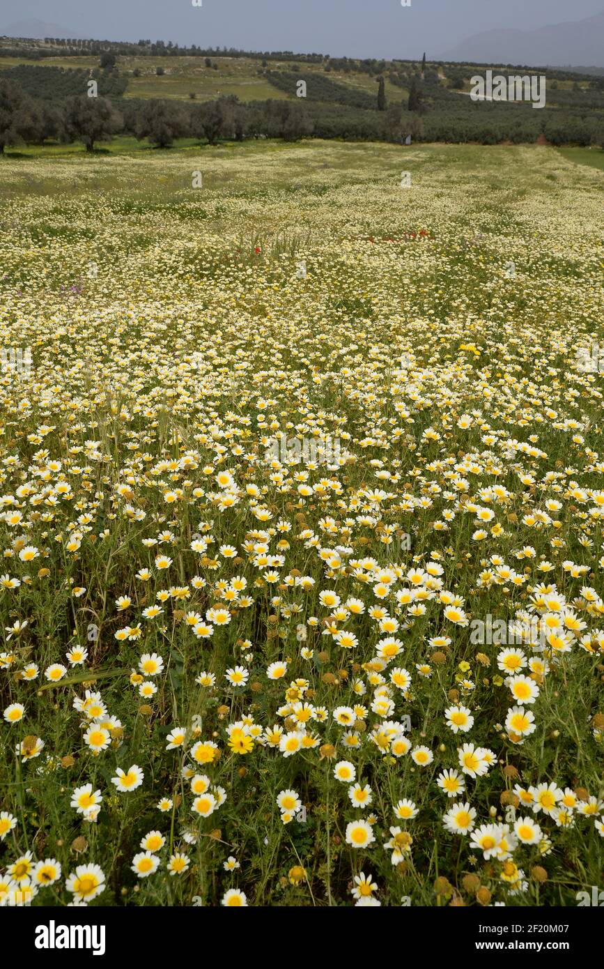 Flower meadow in Crete Stock Photo - Alamy