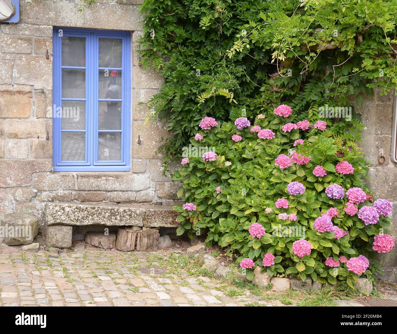 Hydrangeas at a window in Locronan, Brittany Stock Photo - Alamy