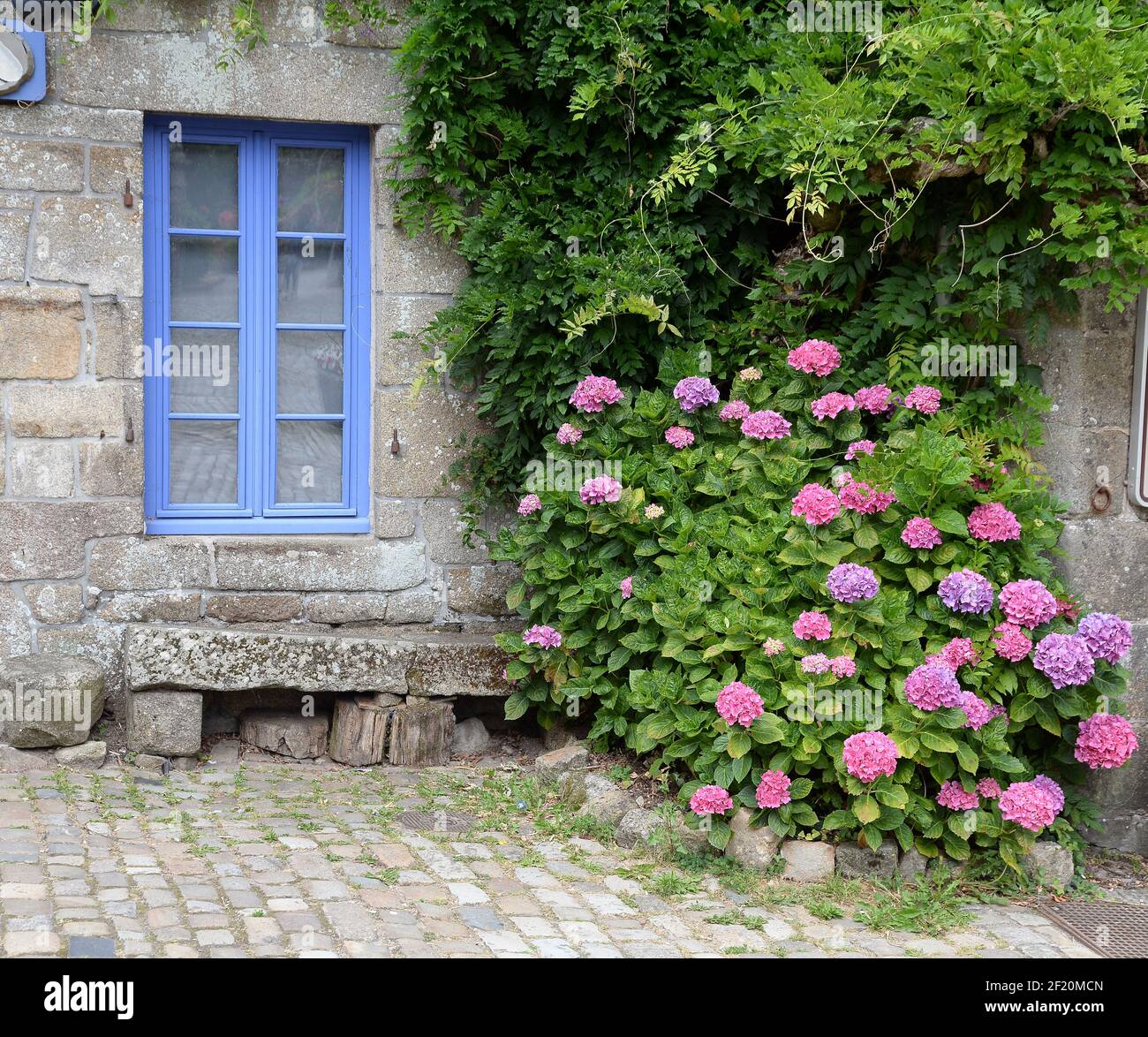 Hydrangeas at a window in Locronan, Brittany Stock Photo - Alamy