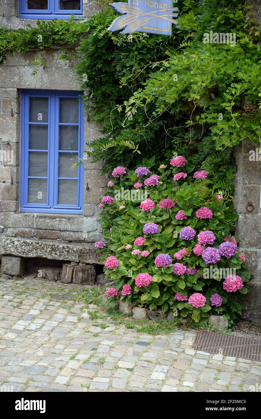 Hydrangeas at a window in Locronan, Brittany Stock Photo - Alamy