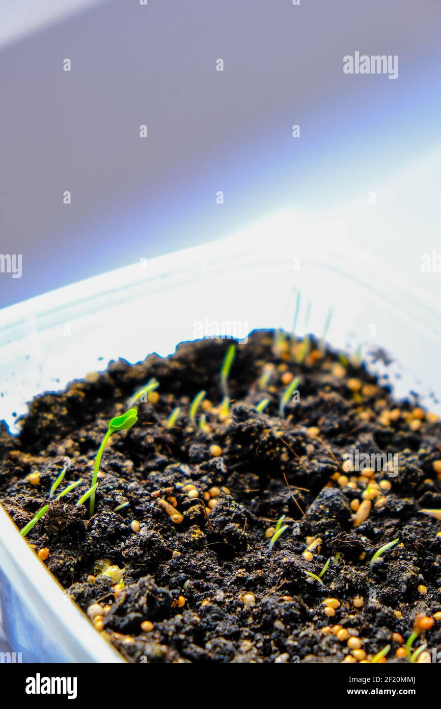 Seedlings in pots at home. Early seedlings grown from seeds in boxes at ...