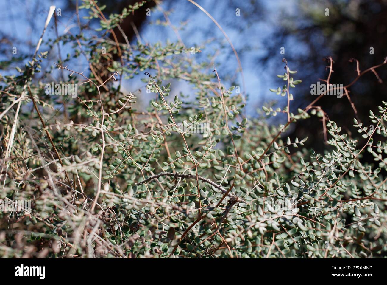 Bipinnate rounded glabrous leaves of Chaparral Cliffbrake, Pellaea ...