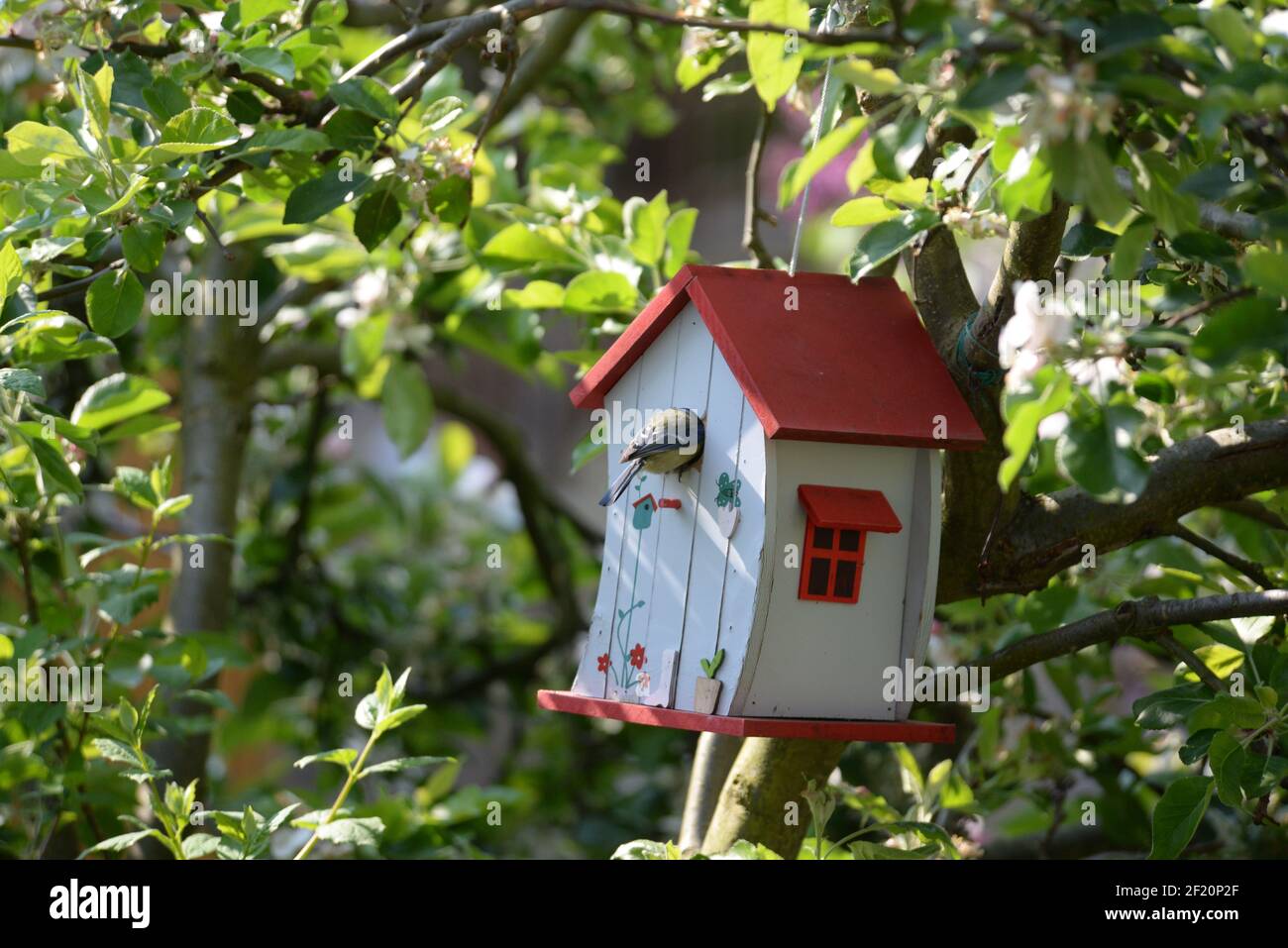 Titmouse nest hi-res stock photography and images - Alamy