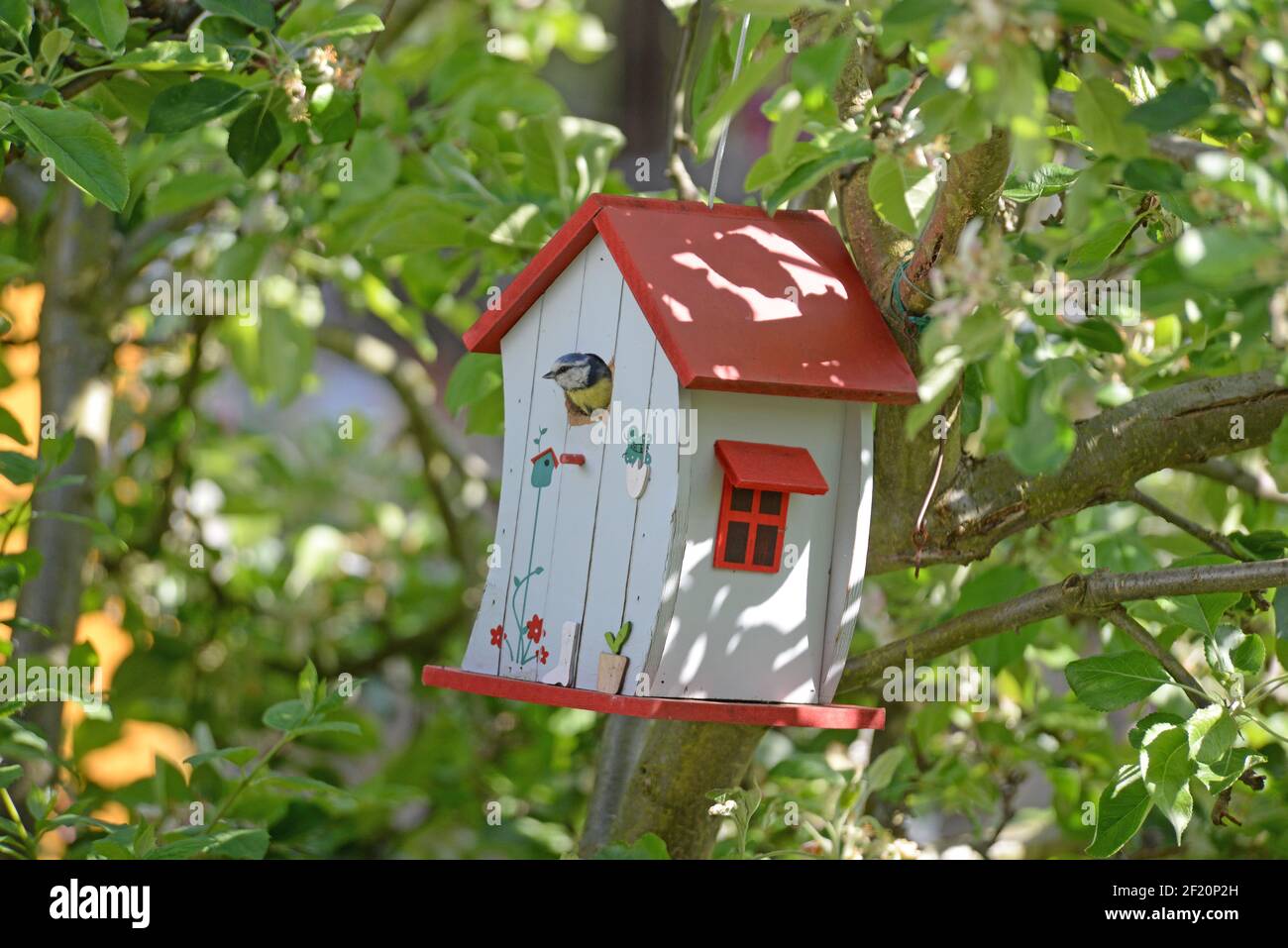 Titmouse box hi-res stock photography and images - Alamy