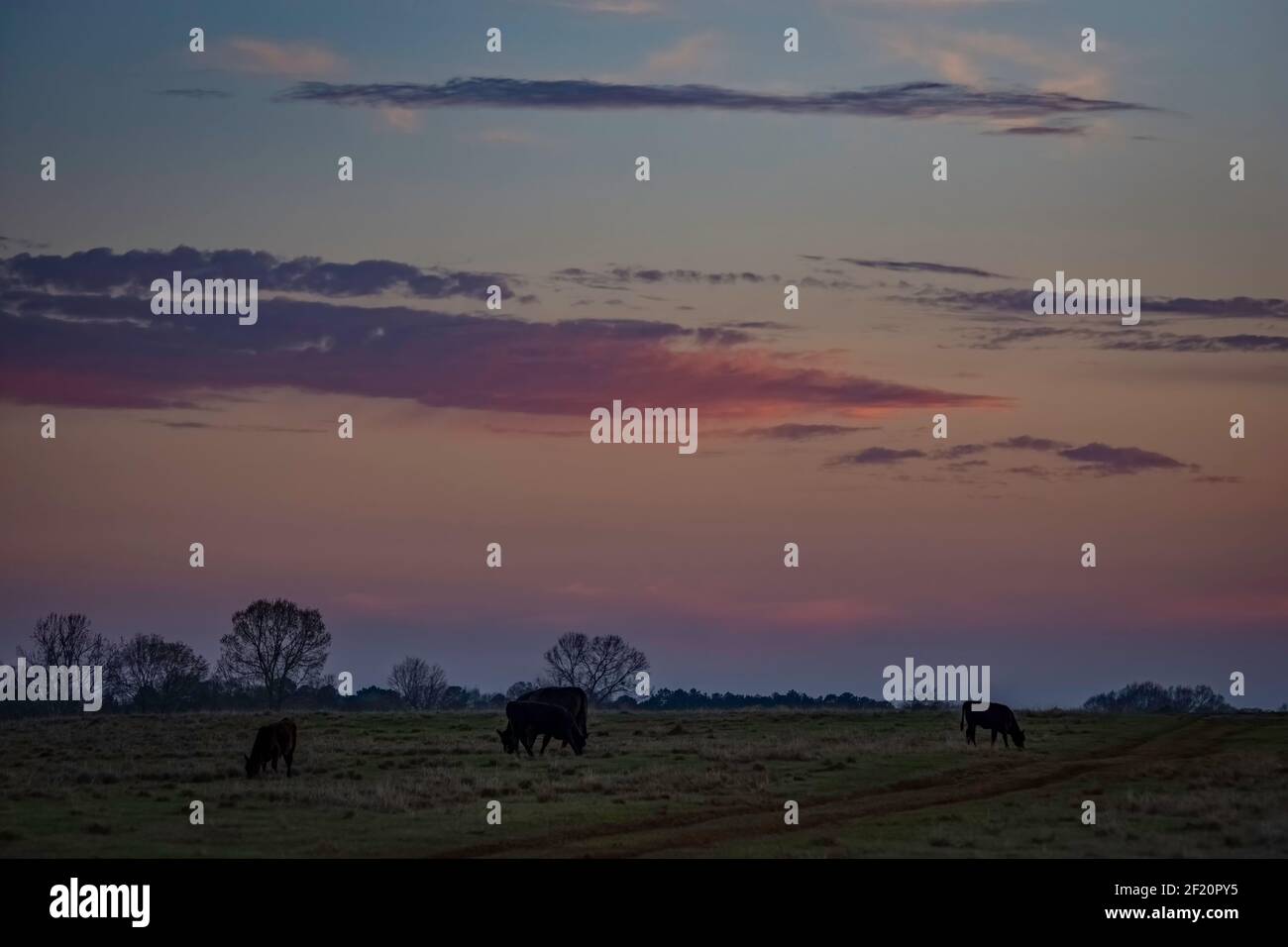 Aberdeen angus silhouette hi-res stock photography and images - Alamy