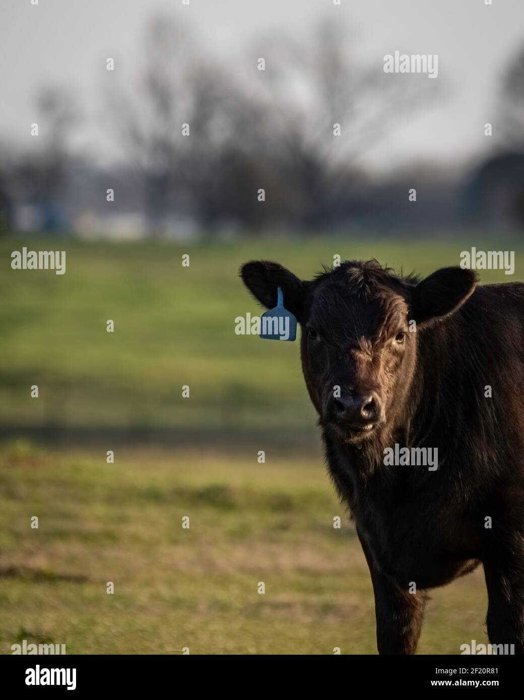 Portrait of an Angus bull calf looking at the camera with a defocused ...