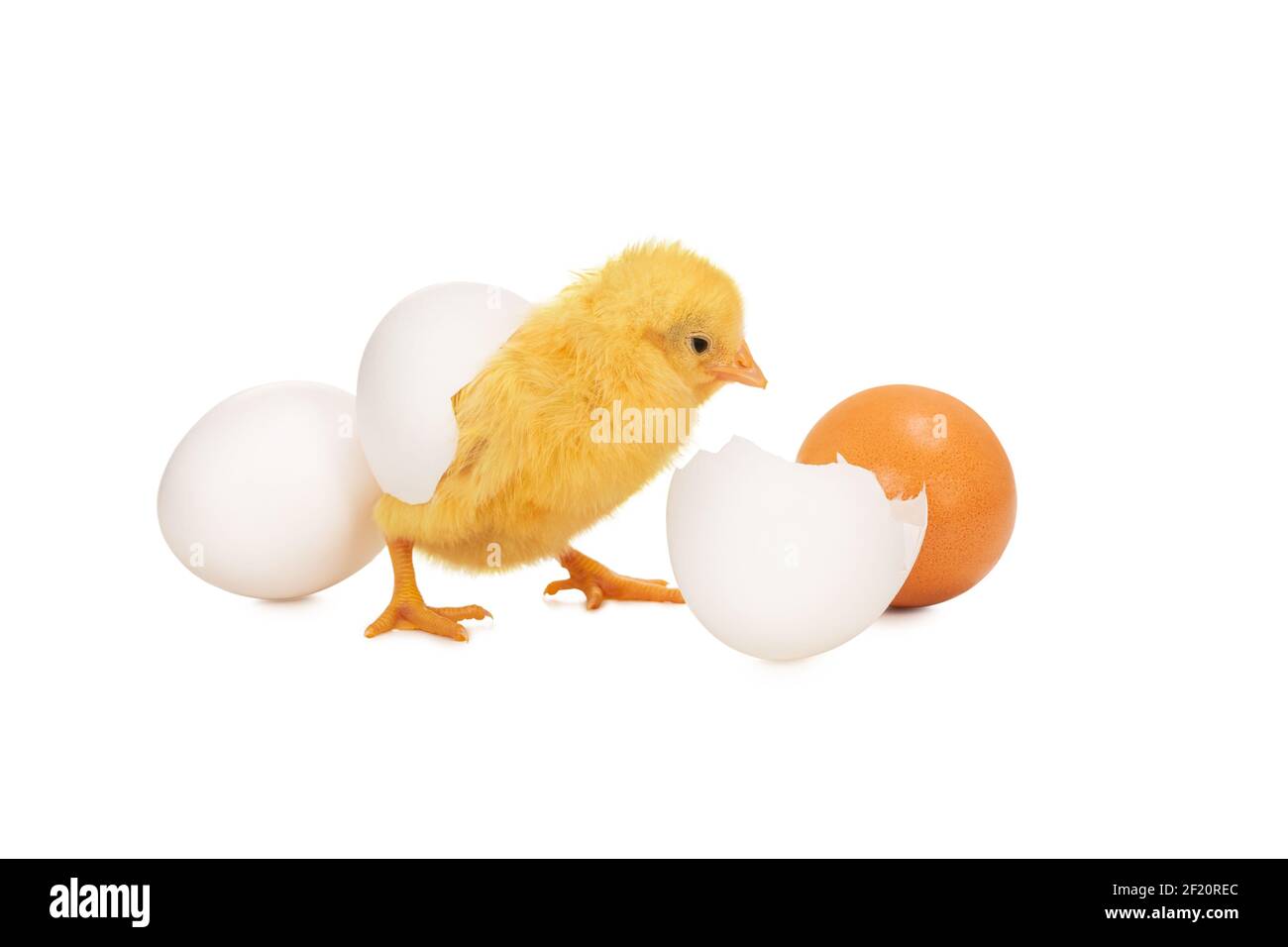 Little beautiful yellow chick just hatched from an egg isolated on ...