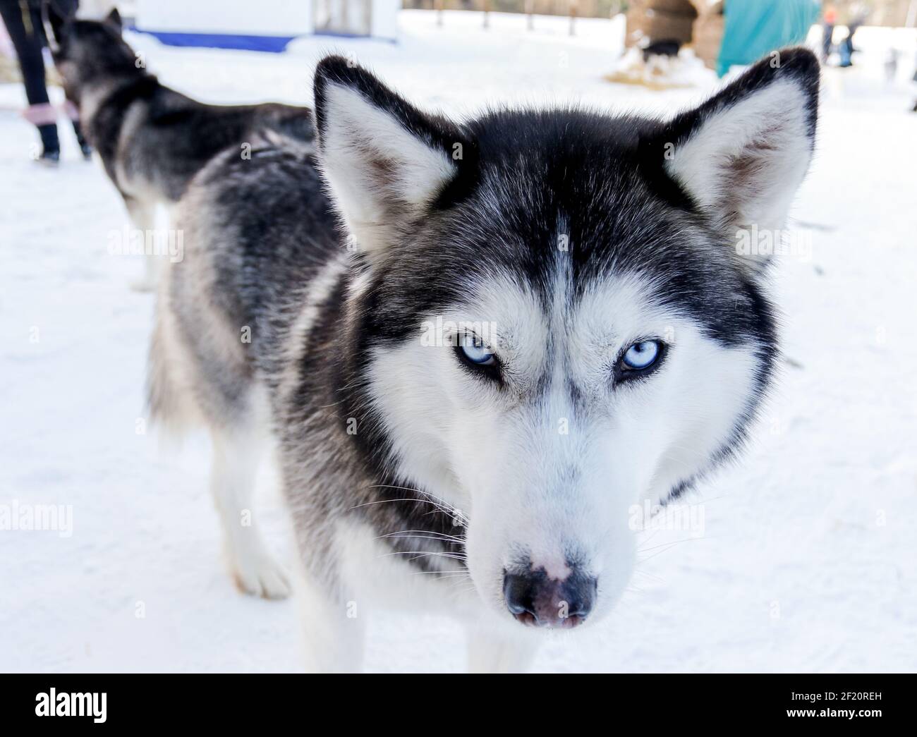 Portrait of a Siberian husky, friendship forever. Pet. Husky Stock ...